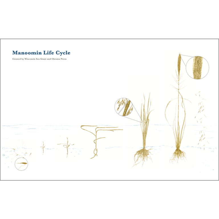 How Wild Rice Lives Poster (Blank) – Publications