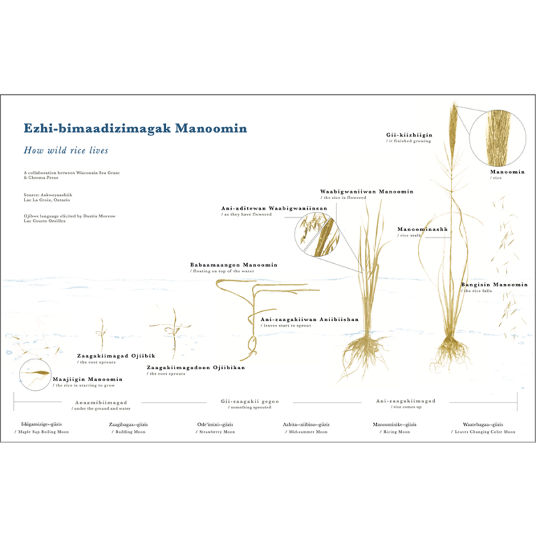 How Wild Rice Lives Poster – Publications